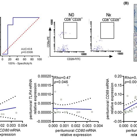 A Flow Cytometric Analysis Of Cd8⁺cd28⁺ T Cells Within The Tumor