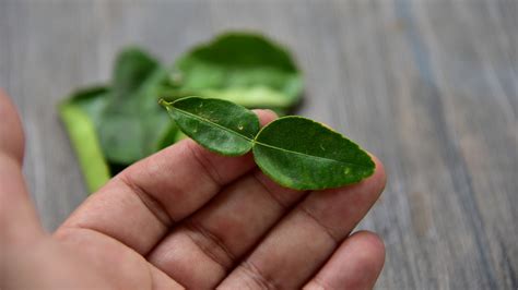 What Are Makrut Lime Leaves And How Do You Cook With Them