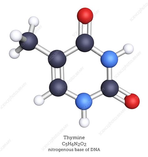 Thymine