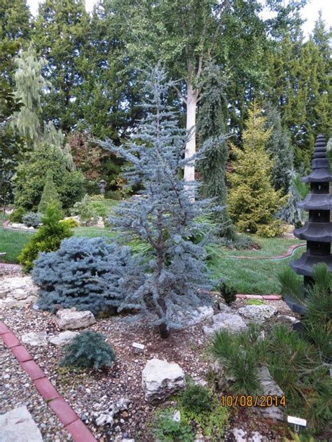 Cedrus Libani Horstmann 2 Copacei Ro Pepiniera Zalău