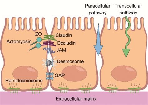 Schematic Illustration Of The Tight Junction Complex And The Passage