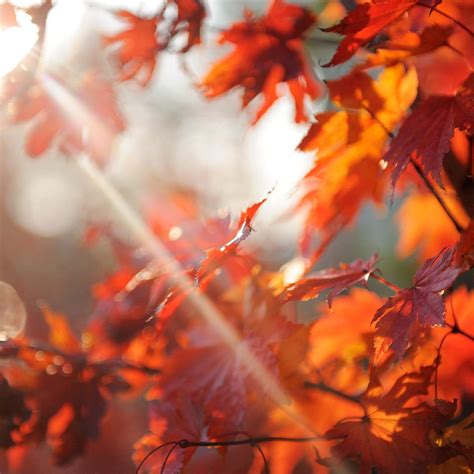 Luxury Scented Reed Diffusers Fragranced Reed Diffusers Melt