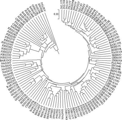 Upgma Dendrogam Of 119 Samples Of Tecomella Undulata Based On Rapd Download Scientific Diagram