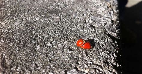 This Is What Ecology Is Really About Lady Bug Sex Giggity Imgur