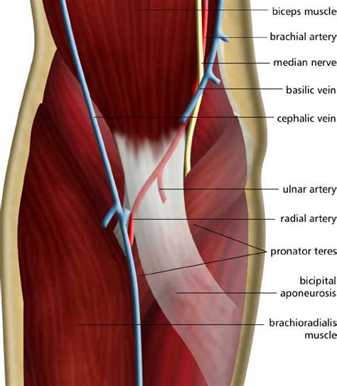 Antecubital Fossa Drawing