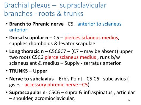 Brachial Plexus 1 Pdf