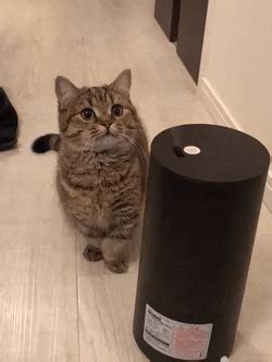 Standing Up Cute Cat Wiffle Standing Up Cute Cat Wiffle