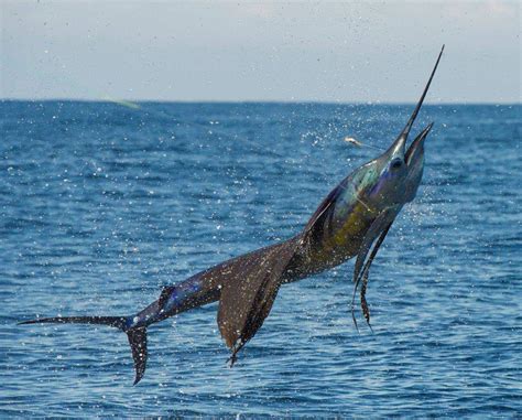 Species Profile Sailfish Pelagic Fishing Gear