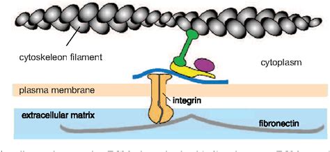 Figure 1 From Principles Of Single Molecule Manipulation And Its Application In Biological