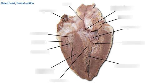 Sheep Heart Dissected Labeled Diagram Quizlet