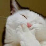 Cat Laughing Meme Generator Imgflip