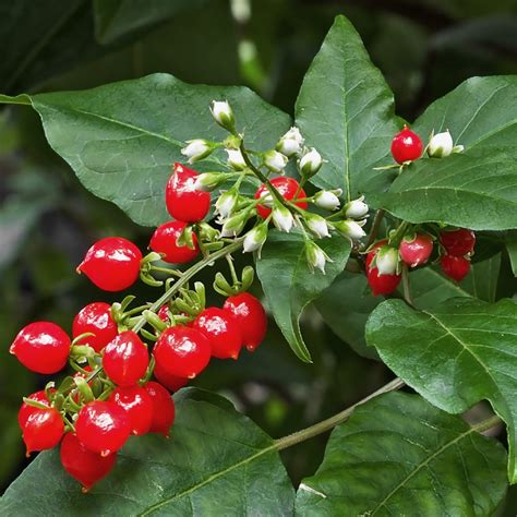 🌿 ¿cómo Trasplantar Coralillo Época Ideal Métodos Y Cuidados