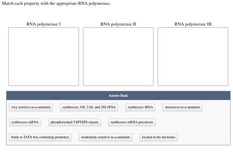 Solved Match Each Property With The Appropriate RNA Chegg Com