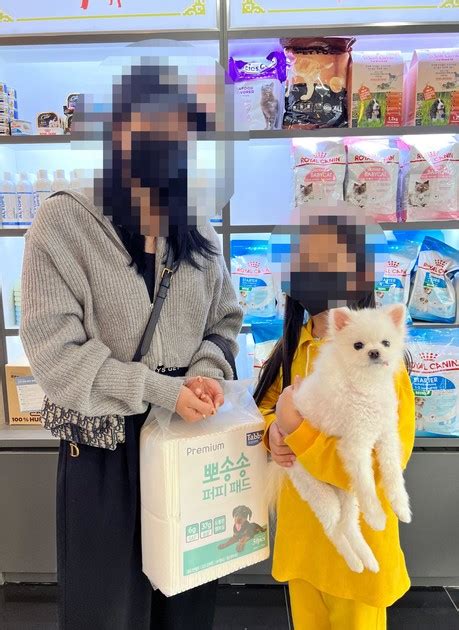 포메라니안 모찌 털빠짐없는스코티쉬폴드분양 털빠짐없는러시안블루분양 털빠짐없는강아지분양 털빠짐없는고양이분양 털빠짐없는유기견분양 털빠짐없는유기묘분양 털빠짐없는비숑프리제키우기