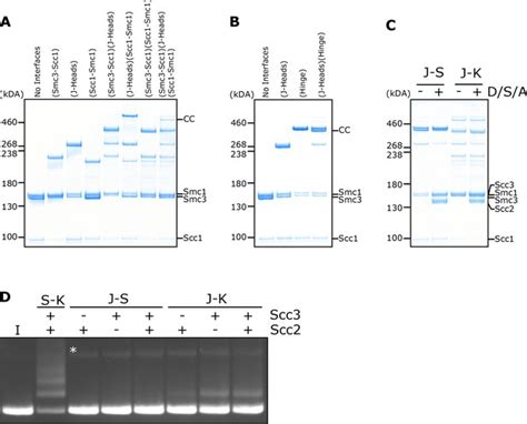 Figures And Data In Transport Of Dna Within Cohesin Involves Clamping