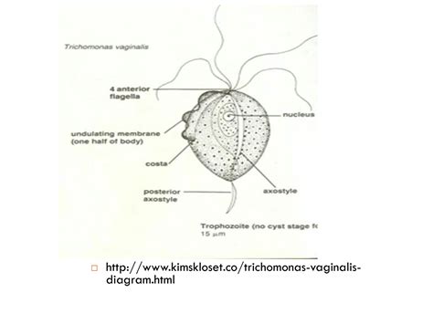 Solution Trichomonas Vaginalis Studypool
