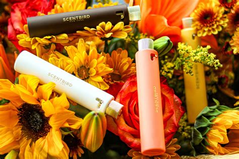More New December 2024 Arrivals Scentbird Blog