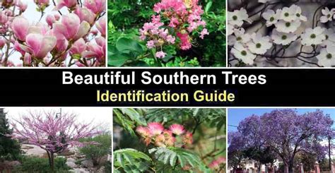 Southern Trees Identification