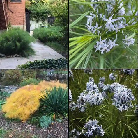 17 Species In Genus Amsonia