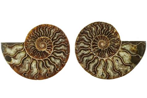 3 8 Cut And Polished Agatized Ammonite Fossil Madagascar 206747 For Sale