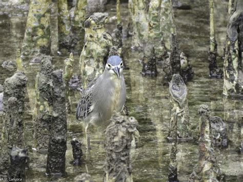 Striated Heron Project Noah