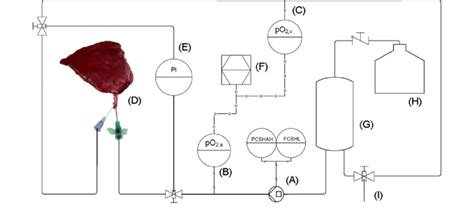 Arterial System Flow Chart Schematic Flow Chart Of The Perfusion