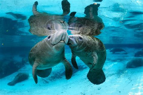 Serene Underwater Manatees Stunning Hd Sea Life Wallpaper 2100x1395