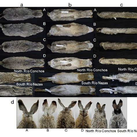 Comparison Of External Morphology Among Black Tailed Jackrabbit Lepus