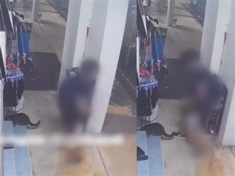 Male Teenager Caught Humping A Cat In Bukit Panjang Arrested Police