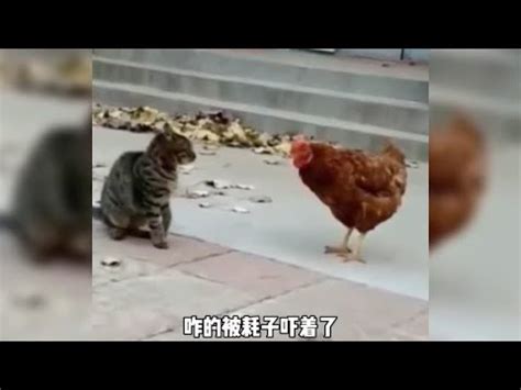 搞笑配音猫咪与耗子之间的爱恨情仇 DOU 小助手 YouTube