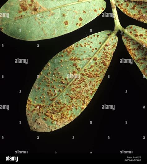 Peanut Rust Puccinia Arachidis Pustules On Peanut Leaf Underside Stock