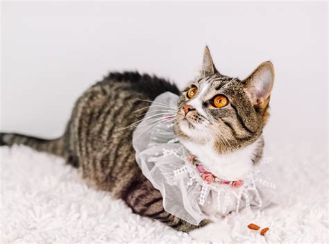 Background And Attributes