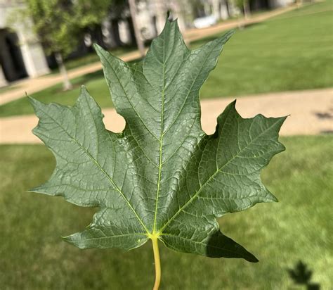 Sugar Maple Tree Leaf Identification Hot Sex Picture