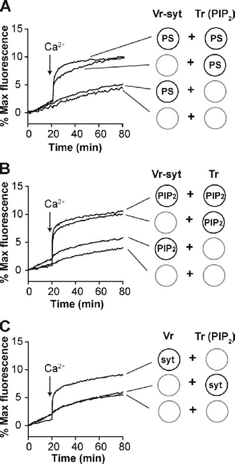 Topological Requirements For PS PIP And Syt During Reconstituted Download Scientific
