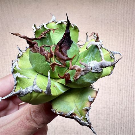 Yahooオークション 【ljplants】c448 正規品 激レア高級品種 アガ