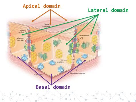 Cell Junction And Junctional Complexes Pptx