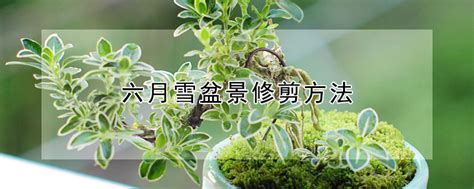六月雪盆景修剪方法 发财农业网