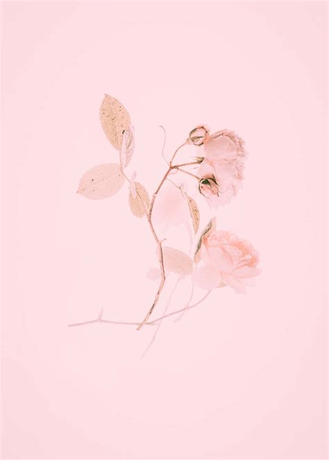 [100 ] Soft Pink Aesthetic Wallpapers
