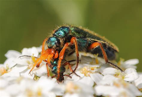 Hypermetamorphosis Archives Dr Ross Piper