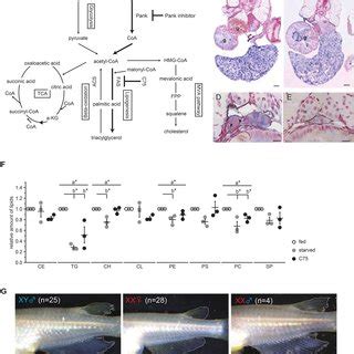 Suppression Of Fatty Acid Synthesis Contributes To Female To Male Sex Download Scientific