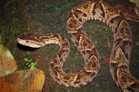Fer De Lance Bothrops Asper 1 Photograph By Breck Bartholomew Fine