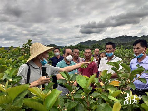 创新院地合作，广东省农科院为惠州乡村振兴增添动能！南方plus南方