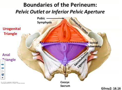 Peritoneum Urinary Bladder And Reproductive Organs Flashcards Quizlet