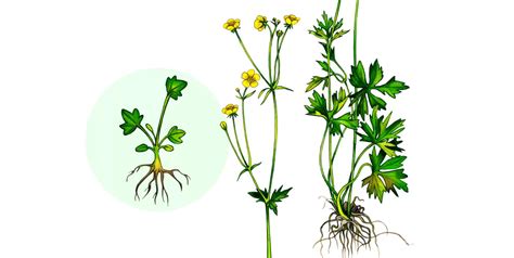 Лютик едкий