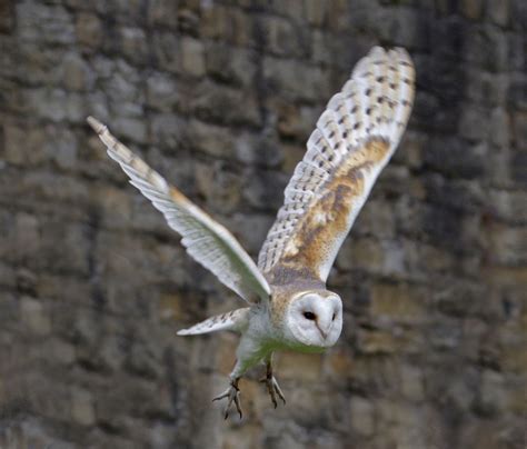 Barn Owl In Flight Barn Owl Hovering Barn Owl Swooping Barred Owls