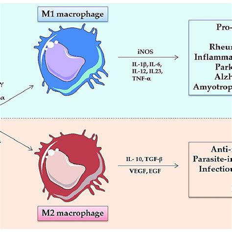 Macrophages Originate From Monocytes Or Tissue Resident Macrophages In