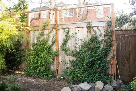 15 Star Jasmine Trellis Ideas For A Beautiful Outdoor Living Space