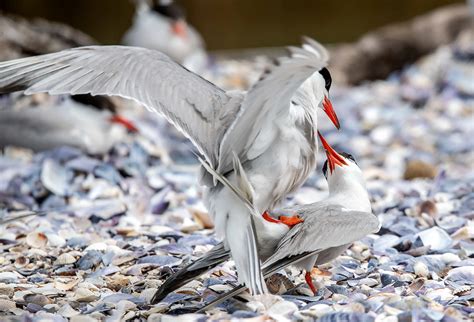 Manmade Common Tern Breeding Platform On Behance