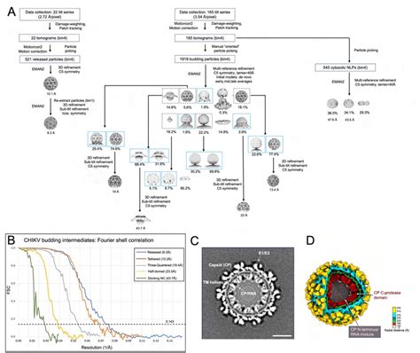 Fig S3 Cryoet Data Processing Workflow And Resolutions Of Sta Download Scientific Diagram