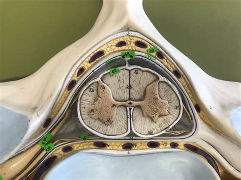 Spinal Cord Pt 1 Diagram Quizlet